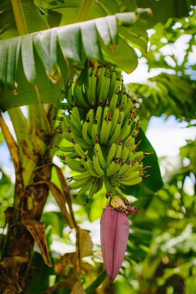 The Ultimate Guide to Fiji Fruit – the Gems of Fijian Cuisine - NomList