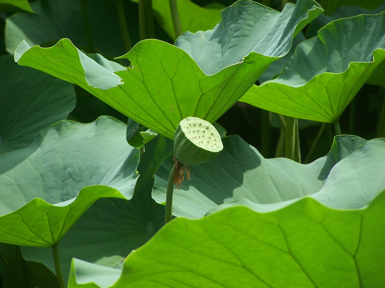The Ultimate Guide to Cocoyam Leaves - NomList