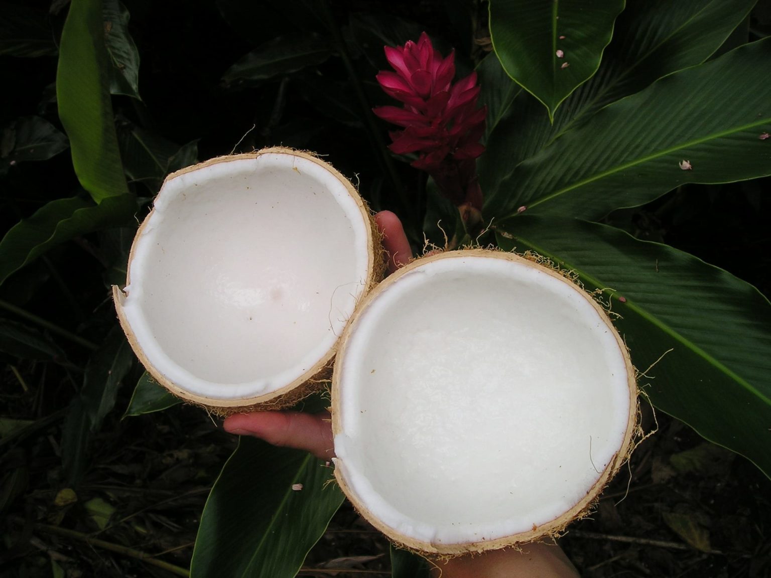 Ultimate Guide to Samoan Fruit - NomList