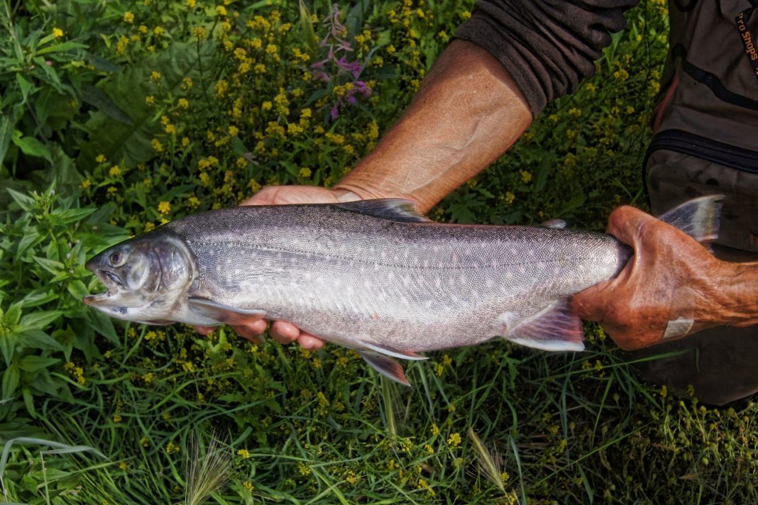 17 Types of Fish in Alaska - NomList
